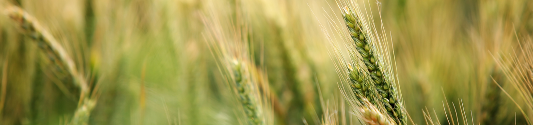 Ground Beef – Growing Broke Farm